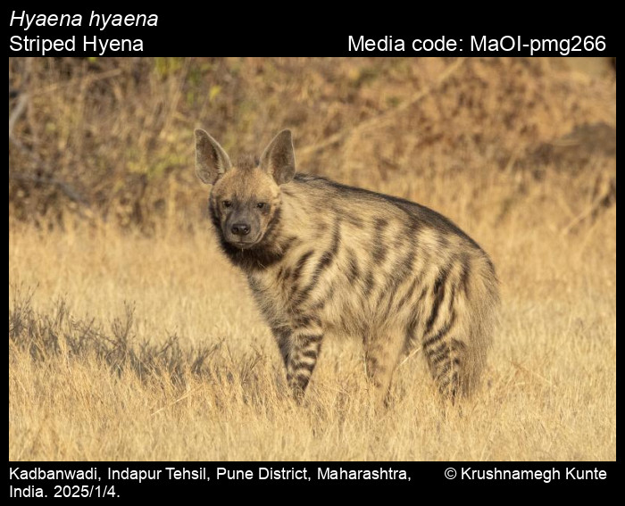 Hyaena hyaena Linnaeus, 1758 - Striped Hyena | Mammals